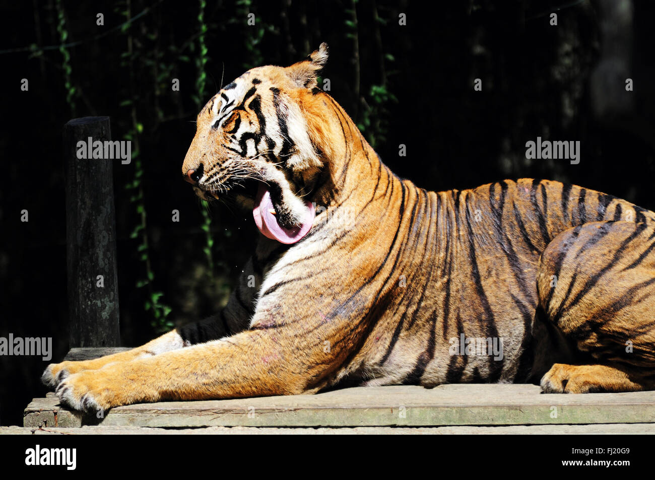 Grooming Malayan tiger - Panthera tigris jacksoni Stock Photo - Alamy
