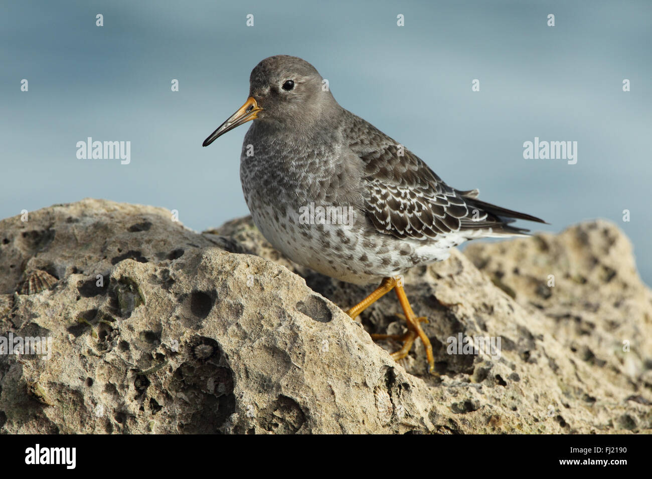 Purple Sandpiper Breeding