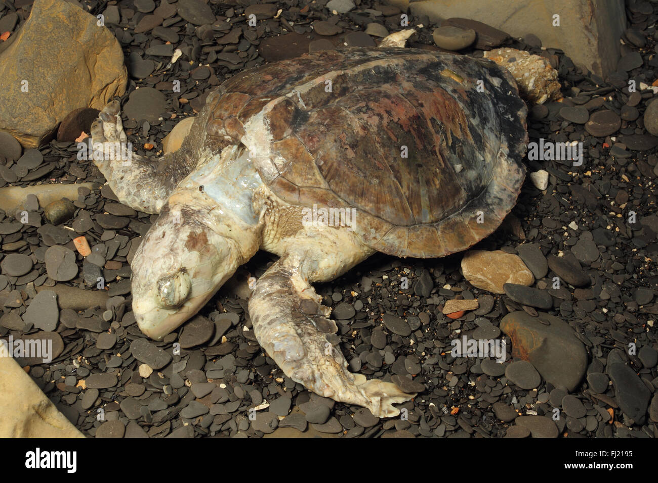 Kemps ridley Turtle , Lepidochelys kempii , dead , stranded on beach ...