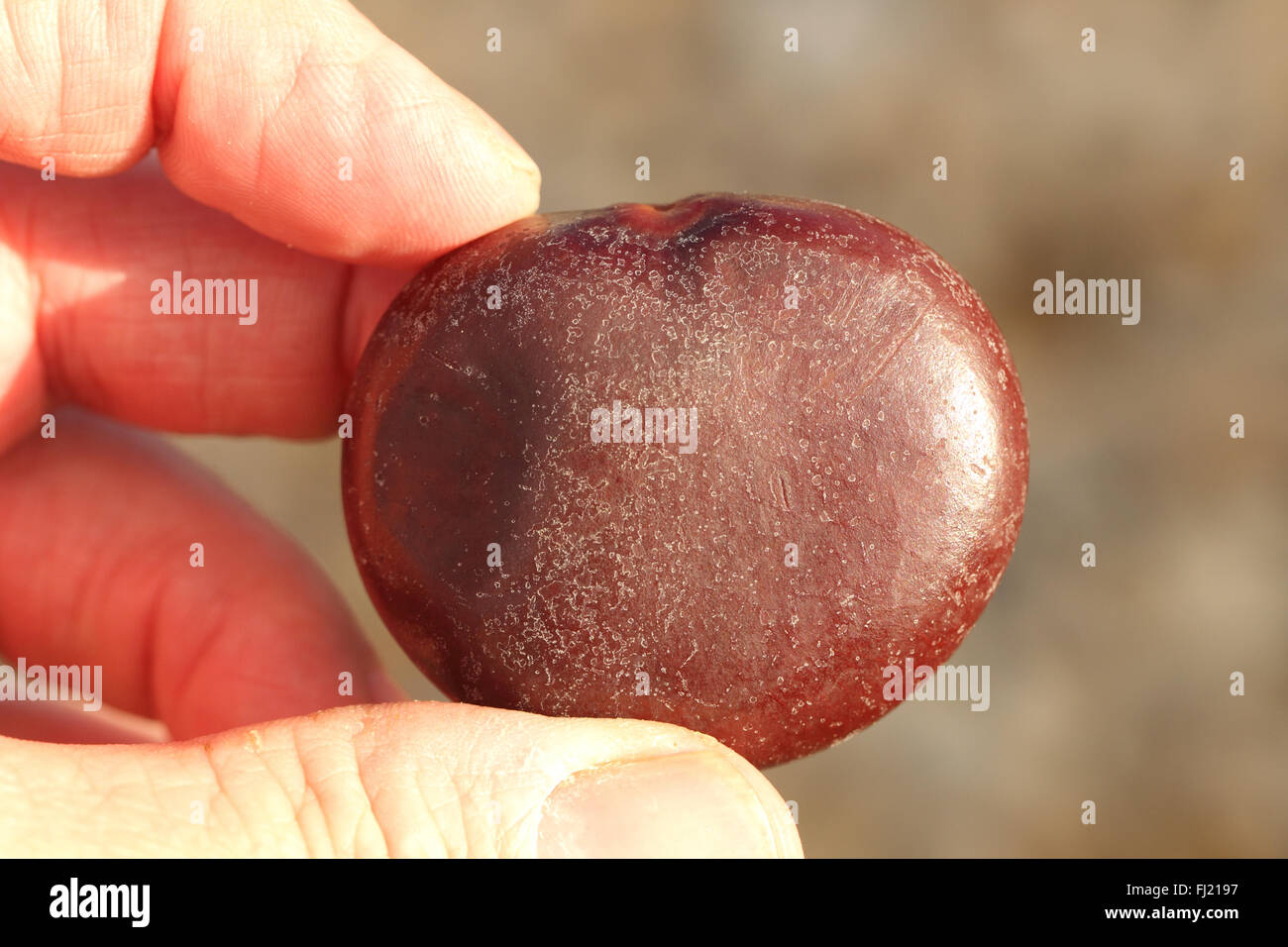 Entada gigas seed hi-res stock photography and images - Alamy
