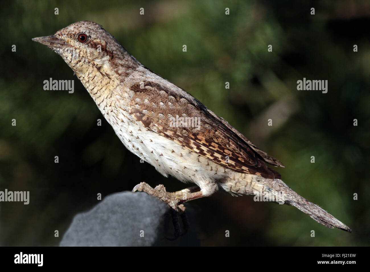 Eurasian wryneck, Jynx torquilla, sitting on branch Stock Photo - Alamy