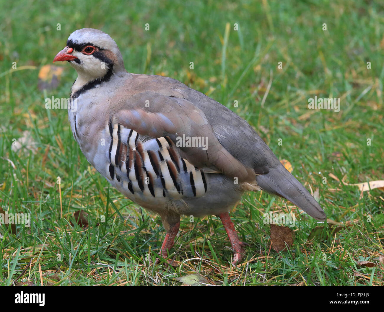Chukar partridge, Alectoris chukar Stock Photo - Alamy