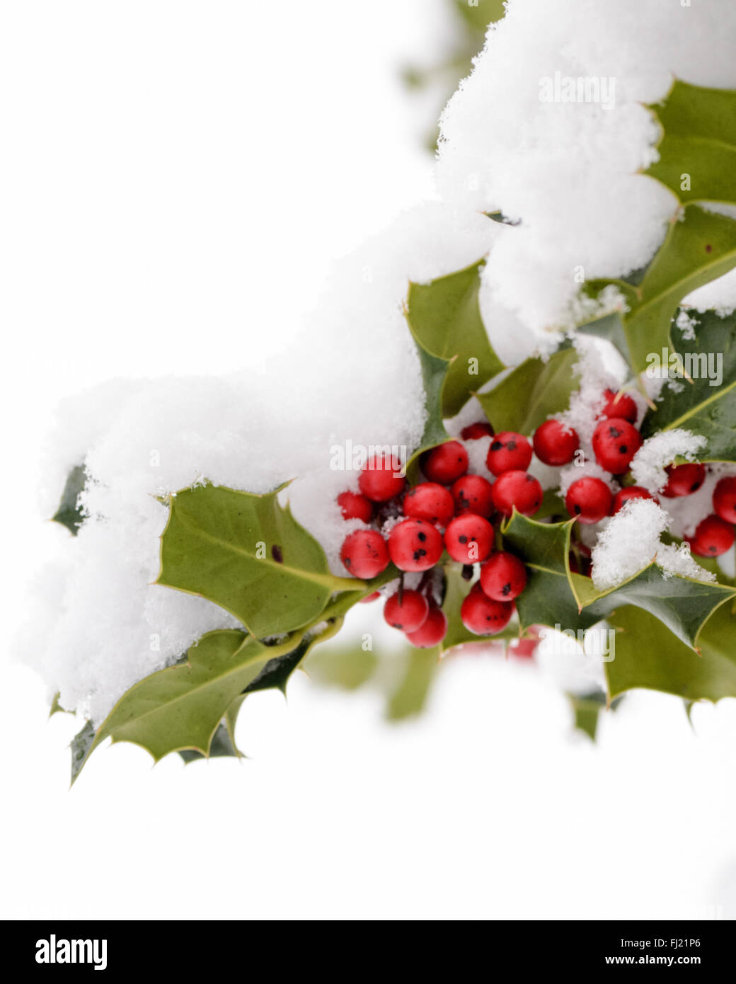 Holly bush covered in snow hi-res stock photography and images - Alamy