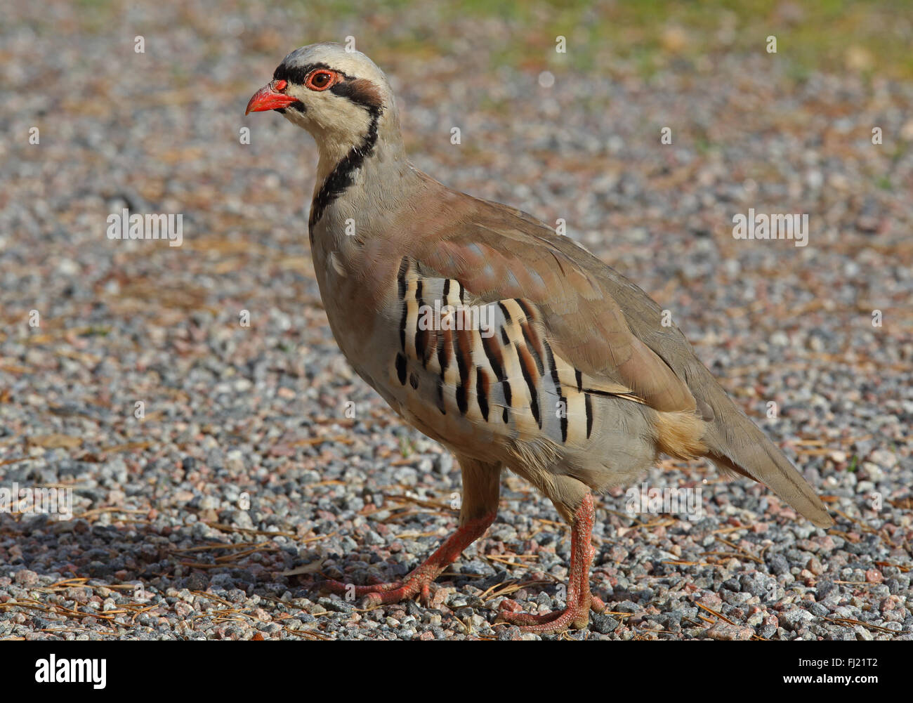 Chukar partridge, Alectoris chukar Stock Photo - Alamy
