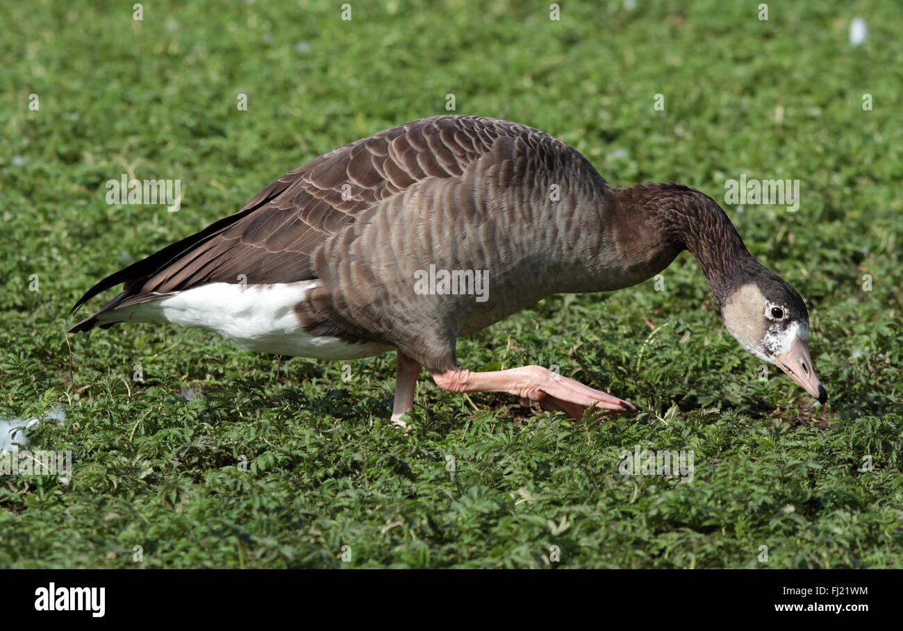 Hybrid Goose, Hybrid animals, Hybrid bird, Crossbreed Greylag goose and ...