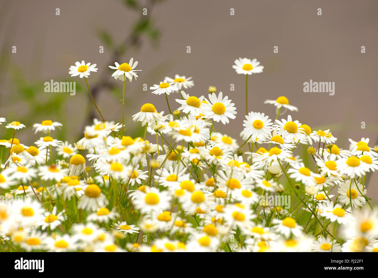 Bellis perennis is a common European species of daisy Stock Photo - Alamy