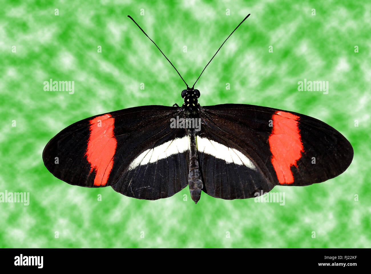 Postman longwing butterfly hi-res stock photography and images - Alamy