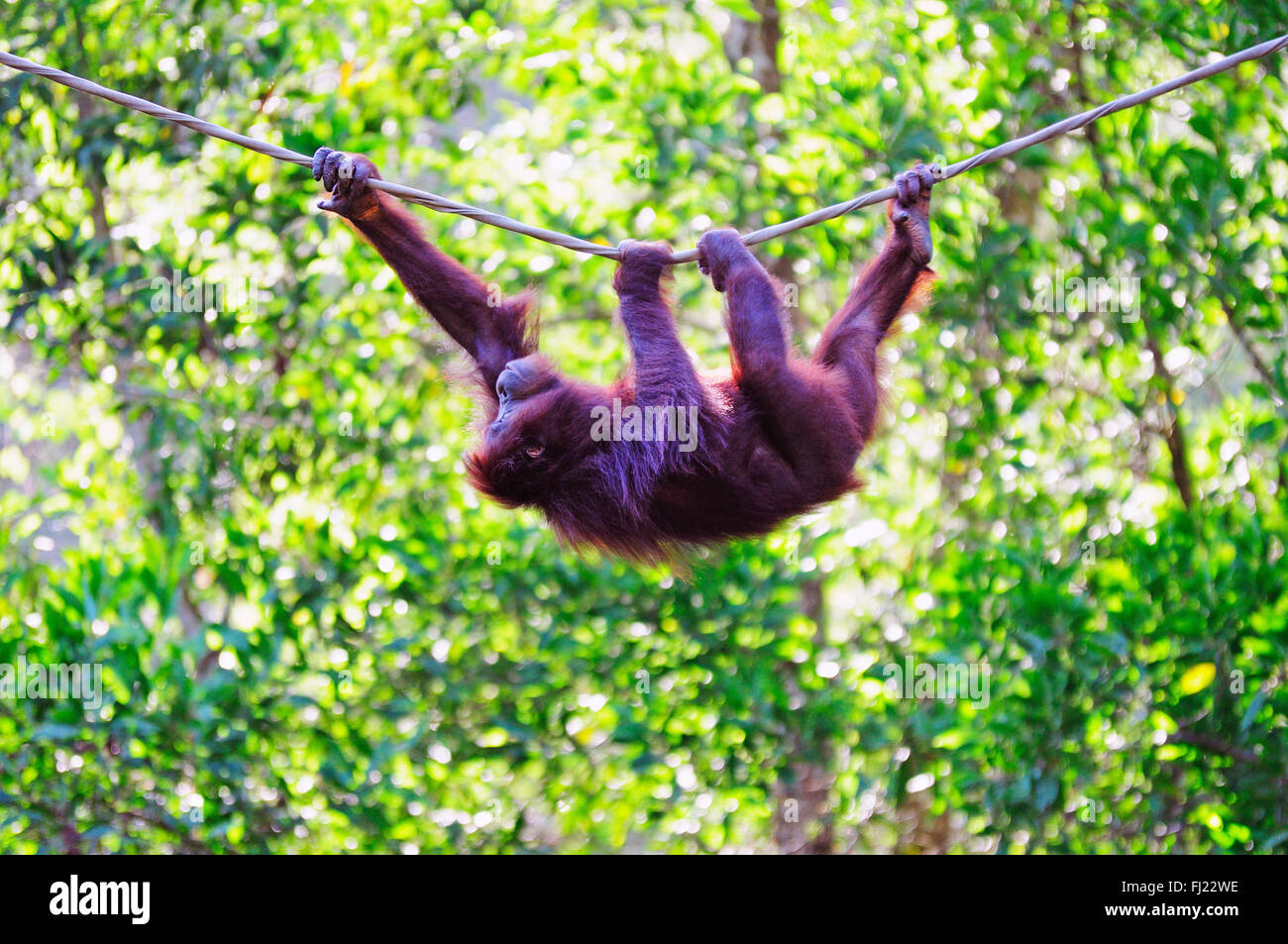 Monkey Swinging Tree High Resolution Stock Photography and Images - Alamy