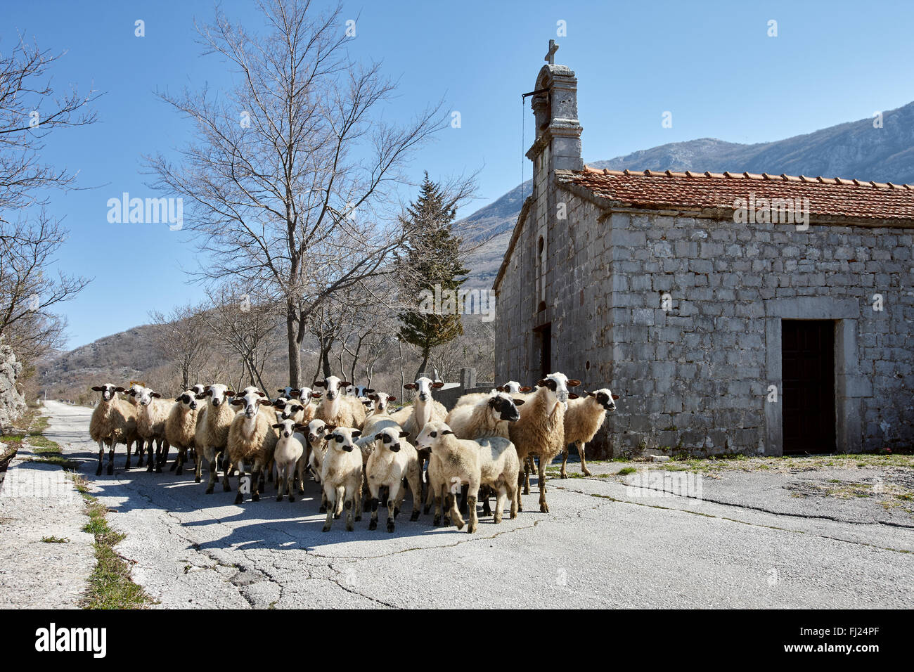 Sheep flock and church Stock Photo - Alamy