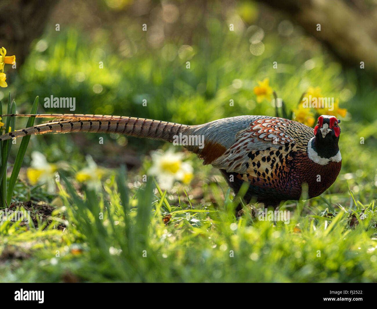 Beautiful Male Ring-necked Pheasant (Phasianus colchicus) foraging in ...