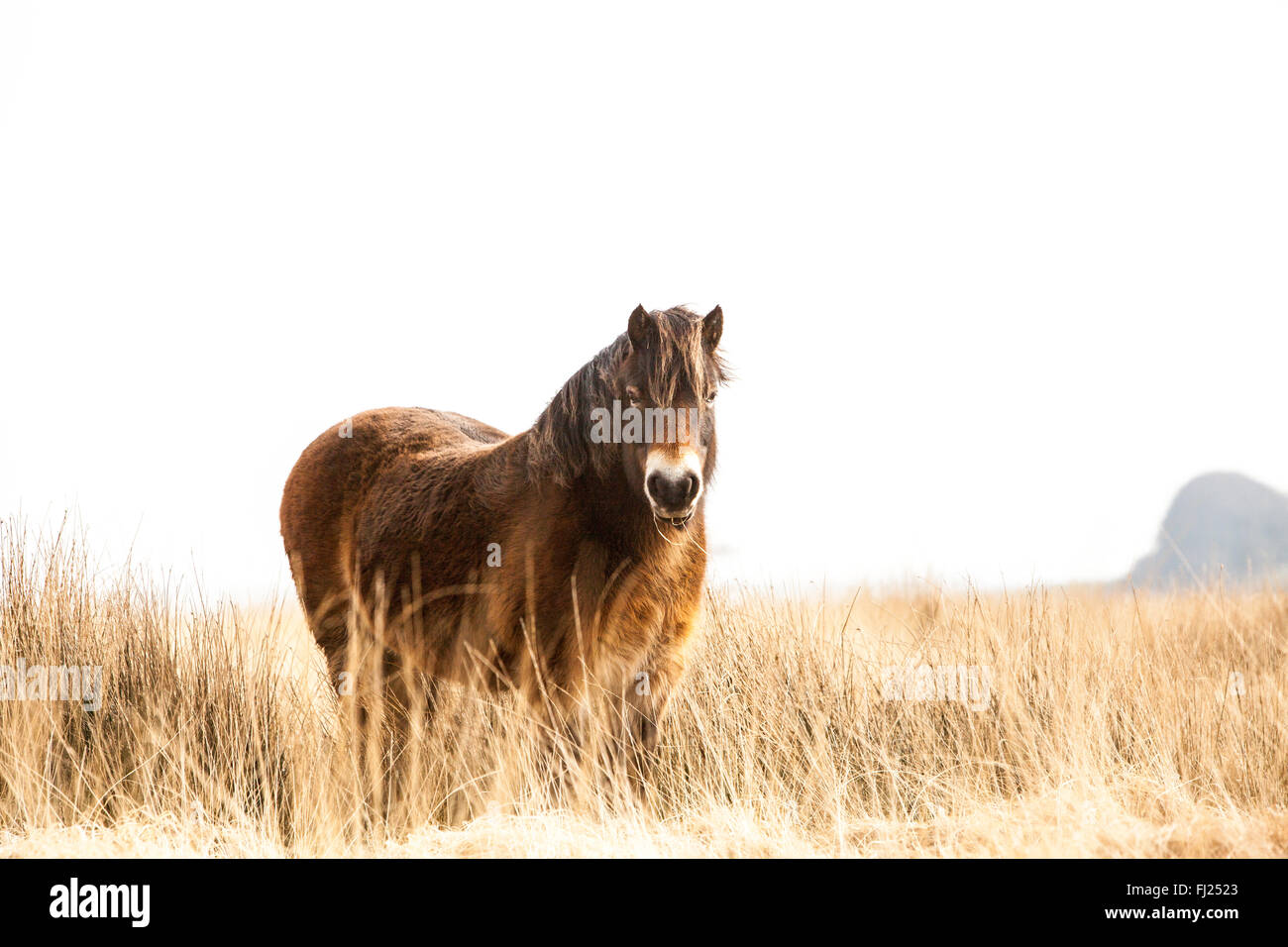 Exmoor Ponies In North Devon Stock Photo - Alamy