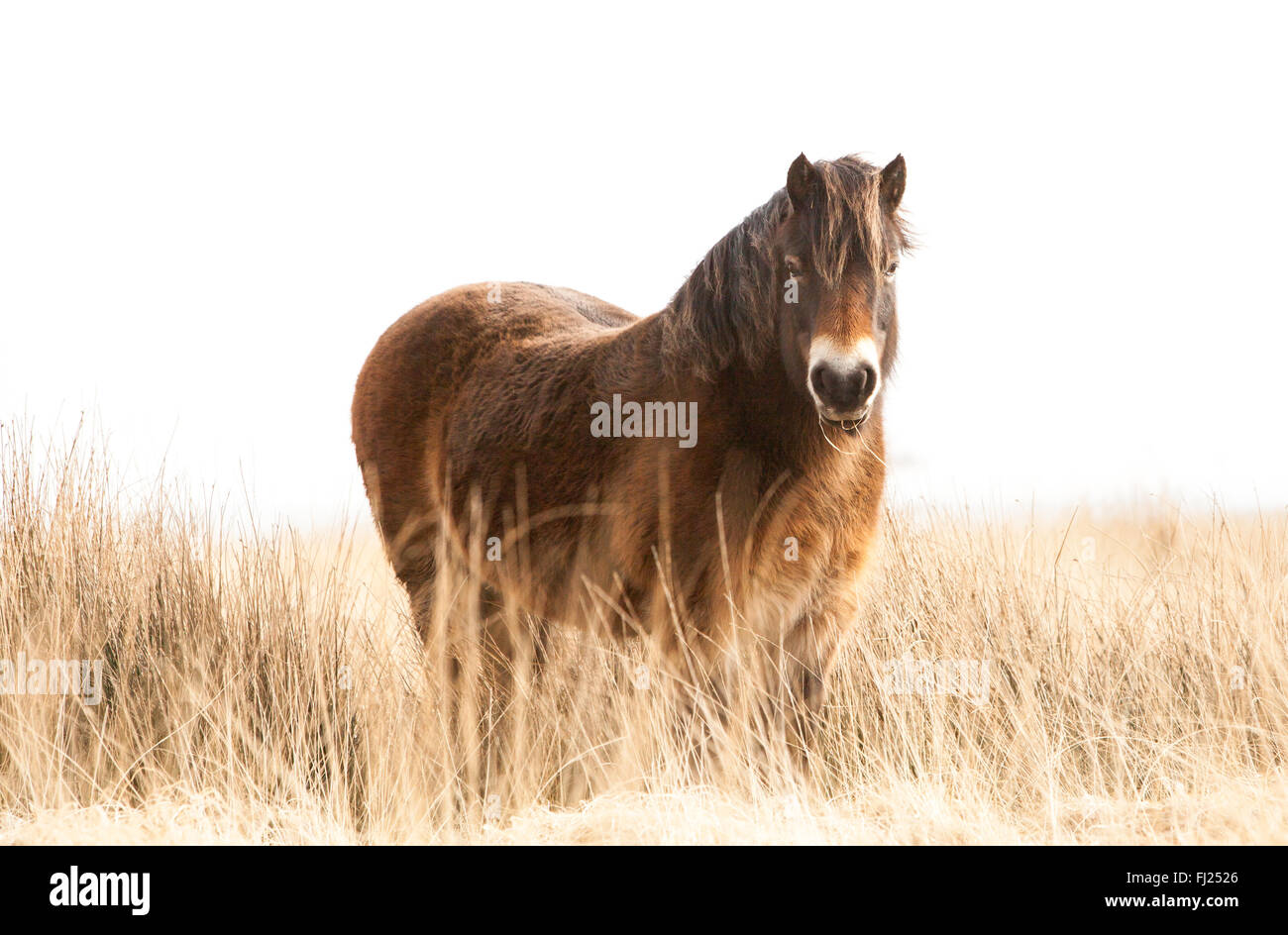 Protected ponies hi-res stock photography and images - Alamy