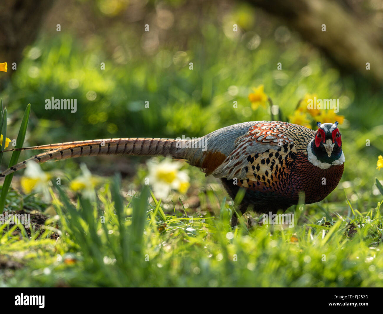 Beautiful Male Ring-necked Pheasant (Phasianus colchicus) foraging in ...