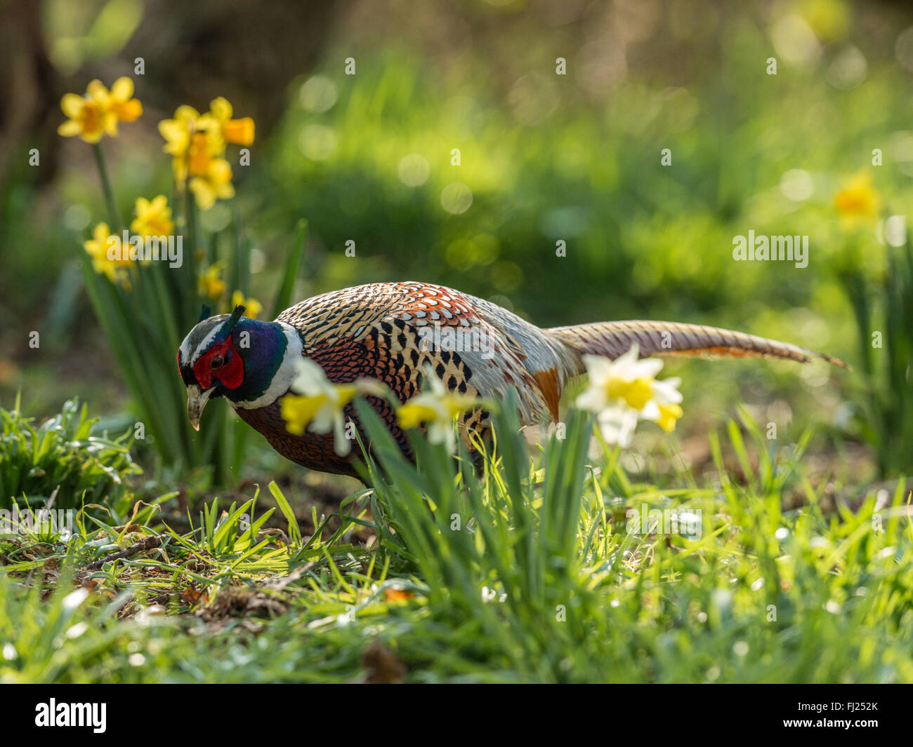 Beautiful Male Ring-necked Pheasant (Phasianus colchicus) foraging in ...