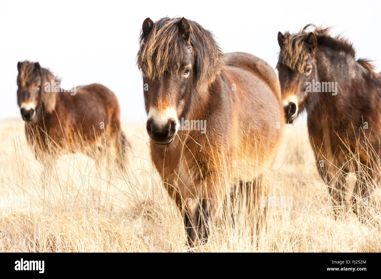 Wild Exmoor Pony Herd On Exmoor In North Devon Stock Photo - Alamy