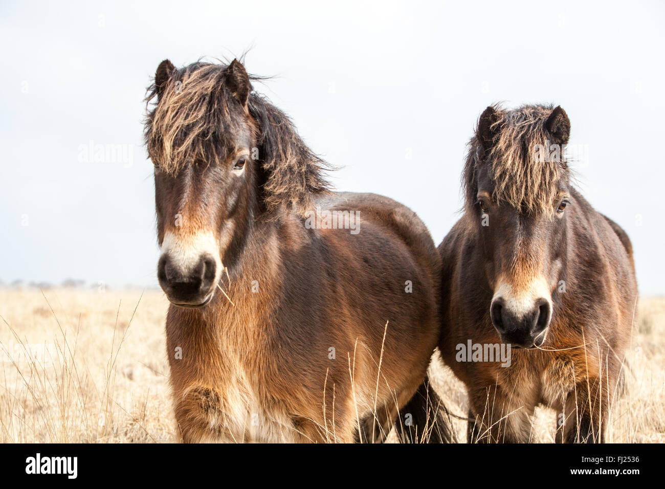 Wild Exmoor Pony Herd On Exmoor In North Devon Stock Photo - Alamy