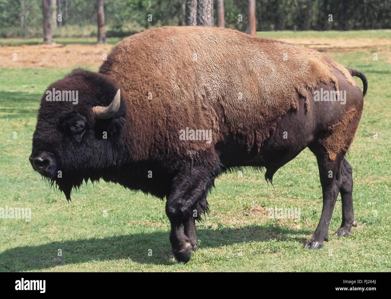 An adult male American buffalo sheds his heavy winter coat of woolly ...