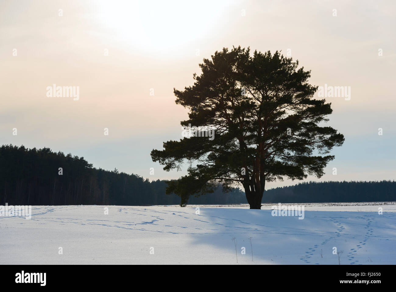 Lonely pine tree Stock Photo - Alamy