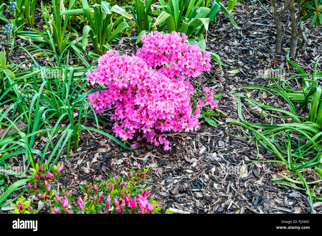 Pink star shaped flowers hi-res stock photography and images - Alamy