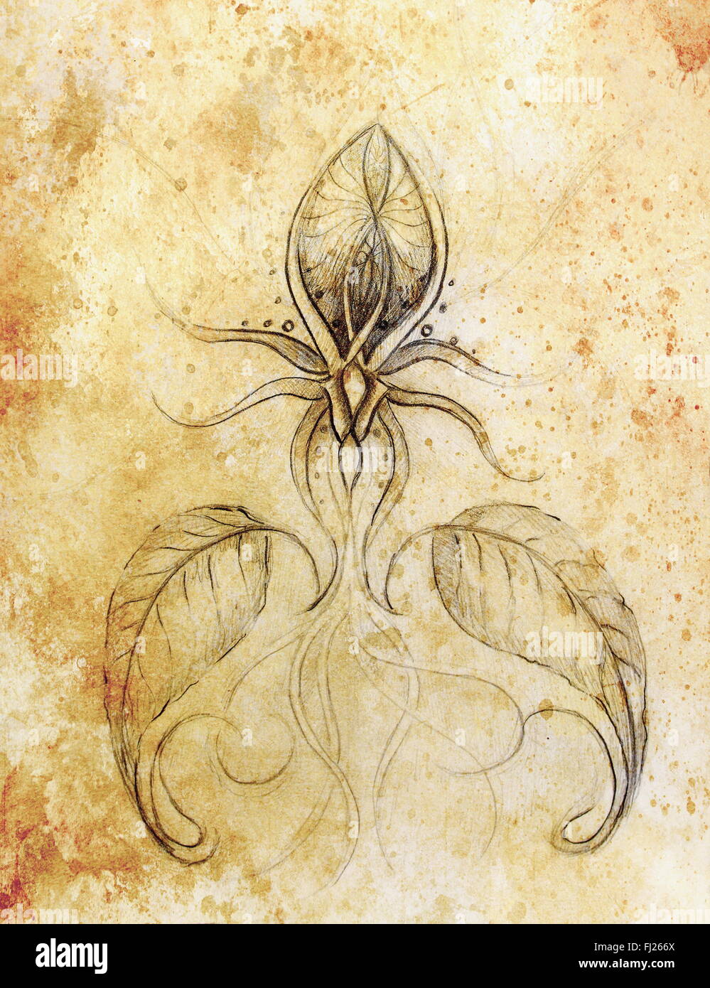 pencil drawing on old paper. Ornamental flower. And sepia color Stock ...