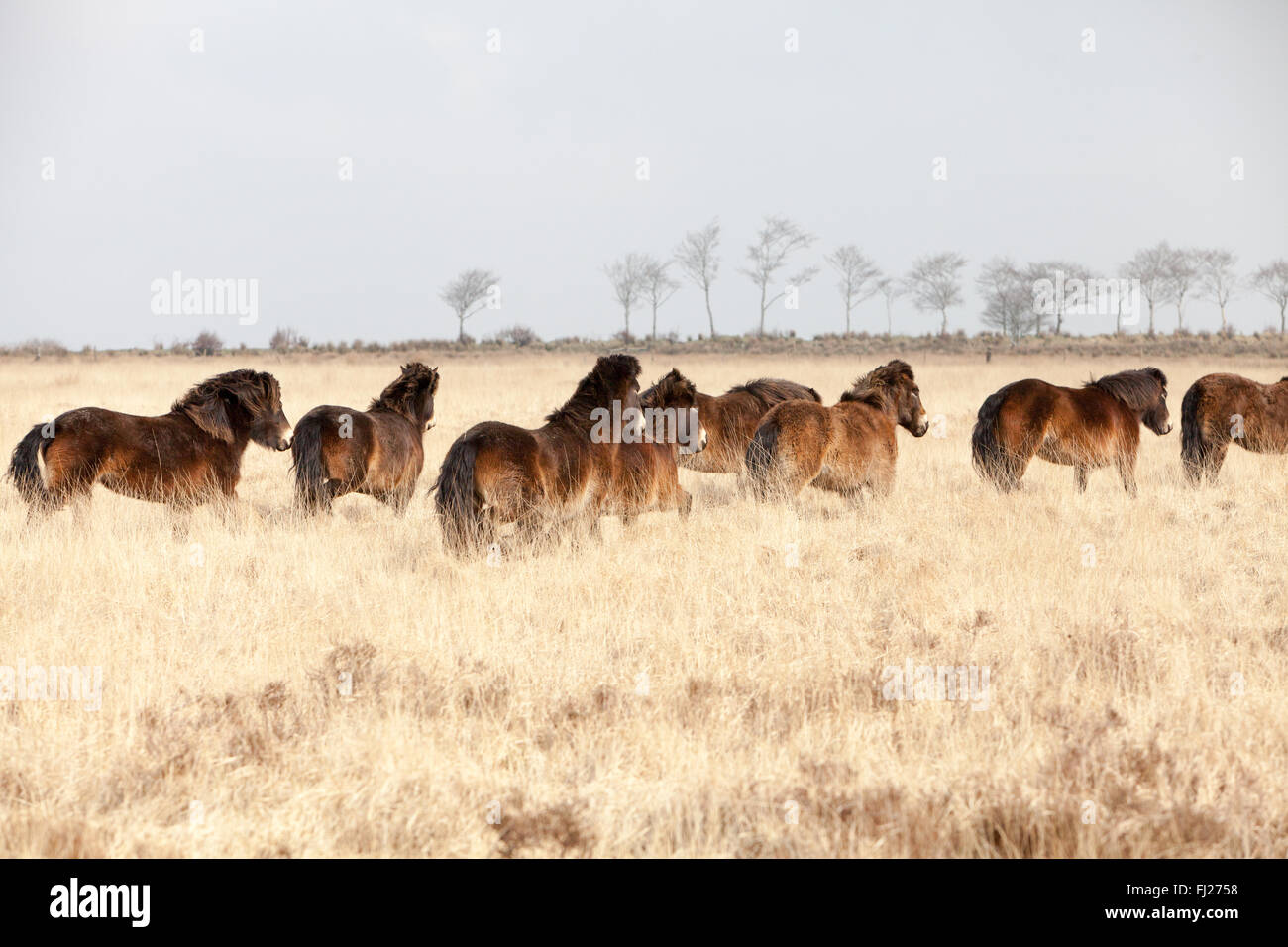 British wild pony hi-res stock photography and images - Alamy