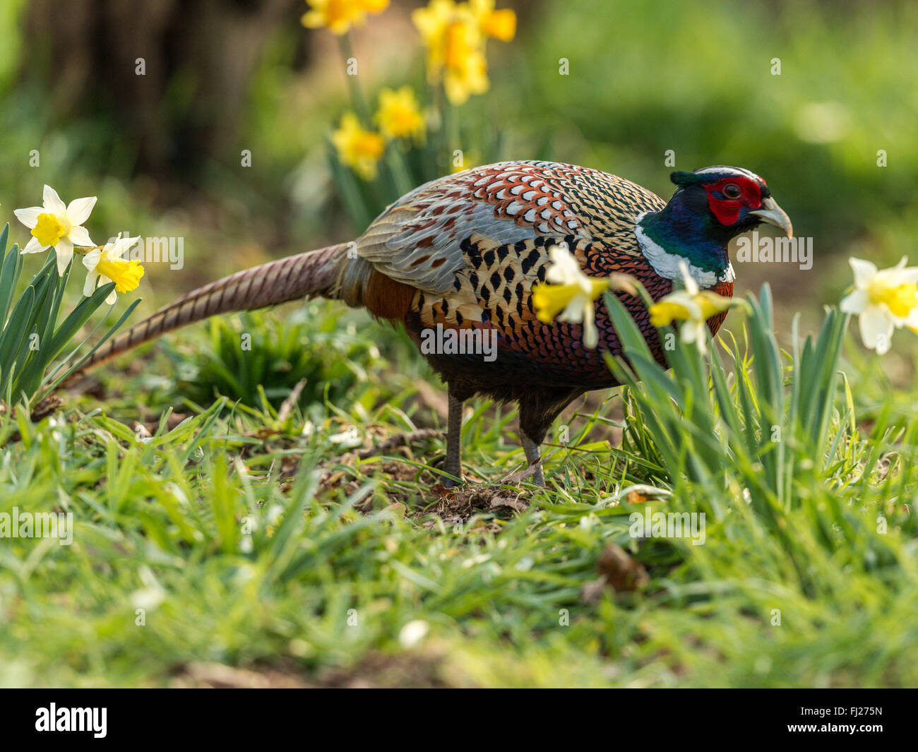 Beautiful Male Ring-necked Pheasant (Phasianus colchicus) foraging in ...