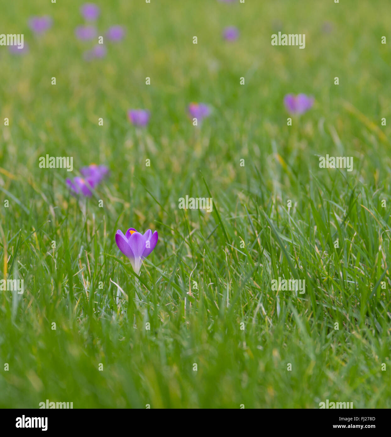 Lawn With Crocuses High Resolution Stock Photography and Images - Alamy
