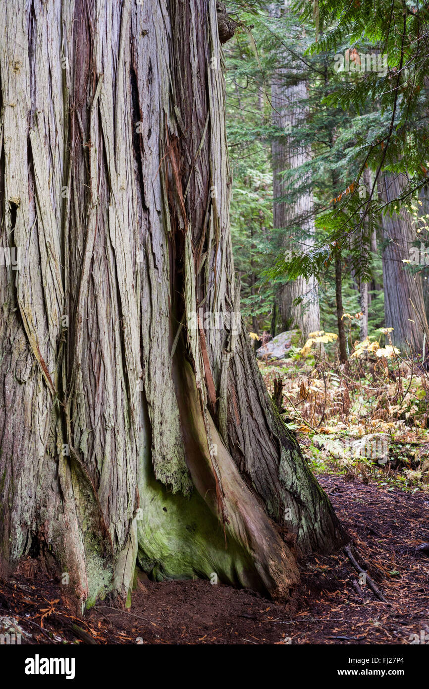 Cedar forest hi-res stock photography and images - Alamy