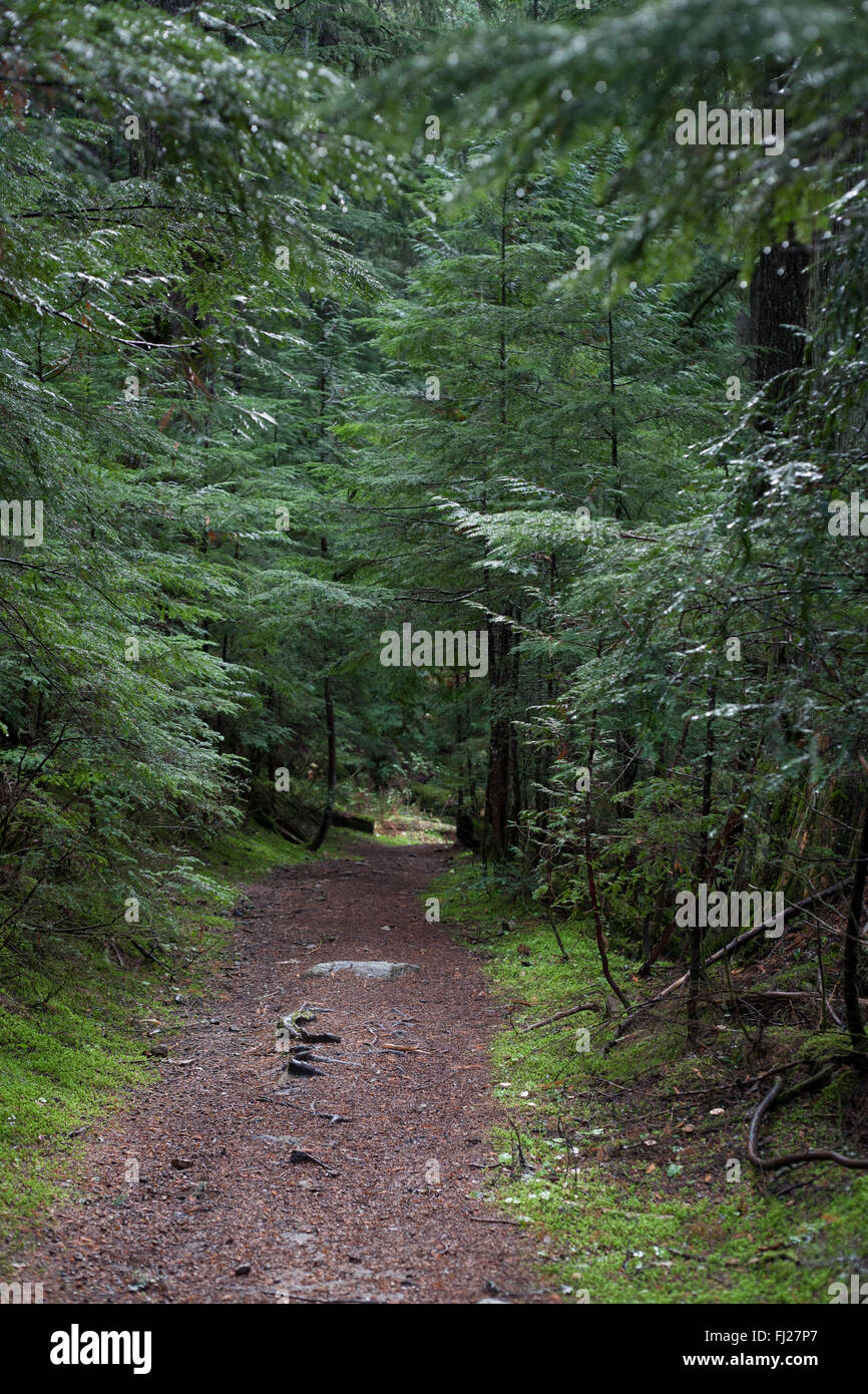 dirt and gravel path through the green forest of the Canadian Rocky ...