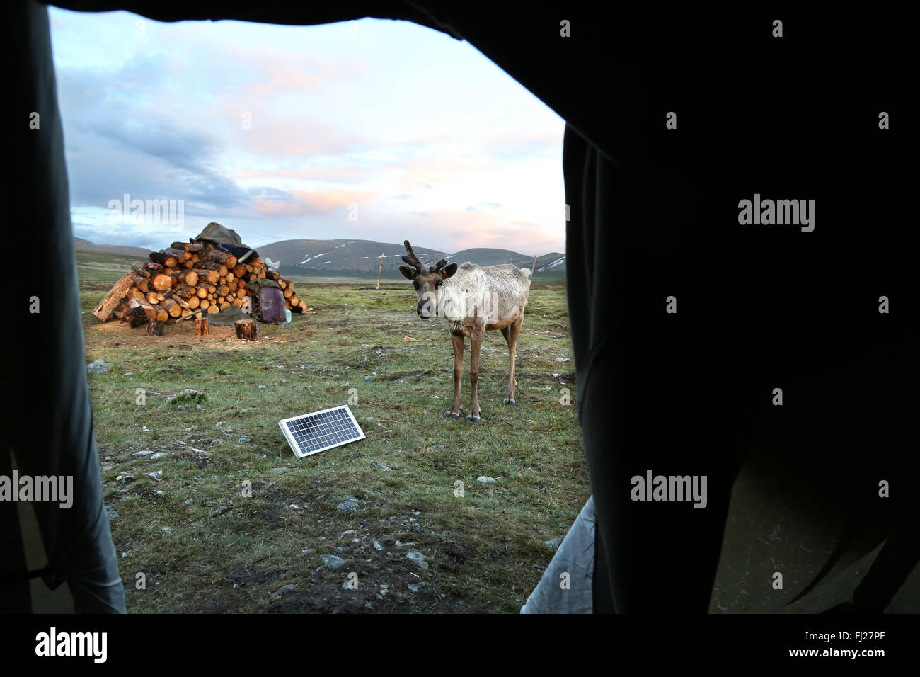 Tsaatan Dukha people , nomadic reindeer herders , Mongolia Stock Photo ...