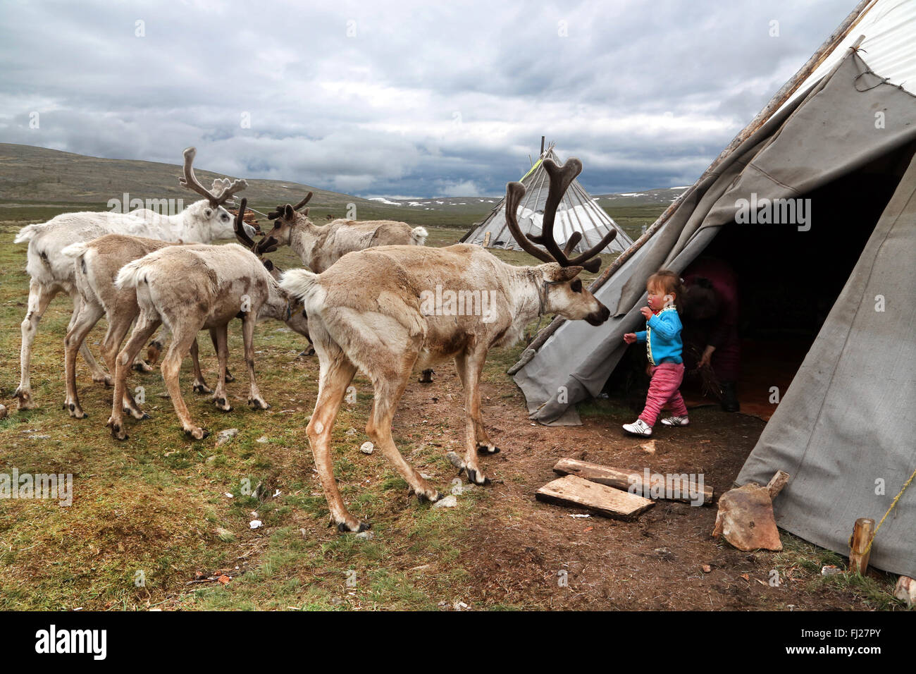 Kid playing with reindeer out of tent, , Tsaatan Dukha people , nomadic ...
