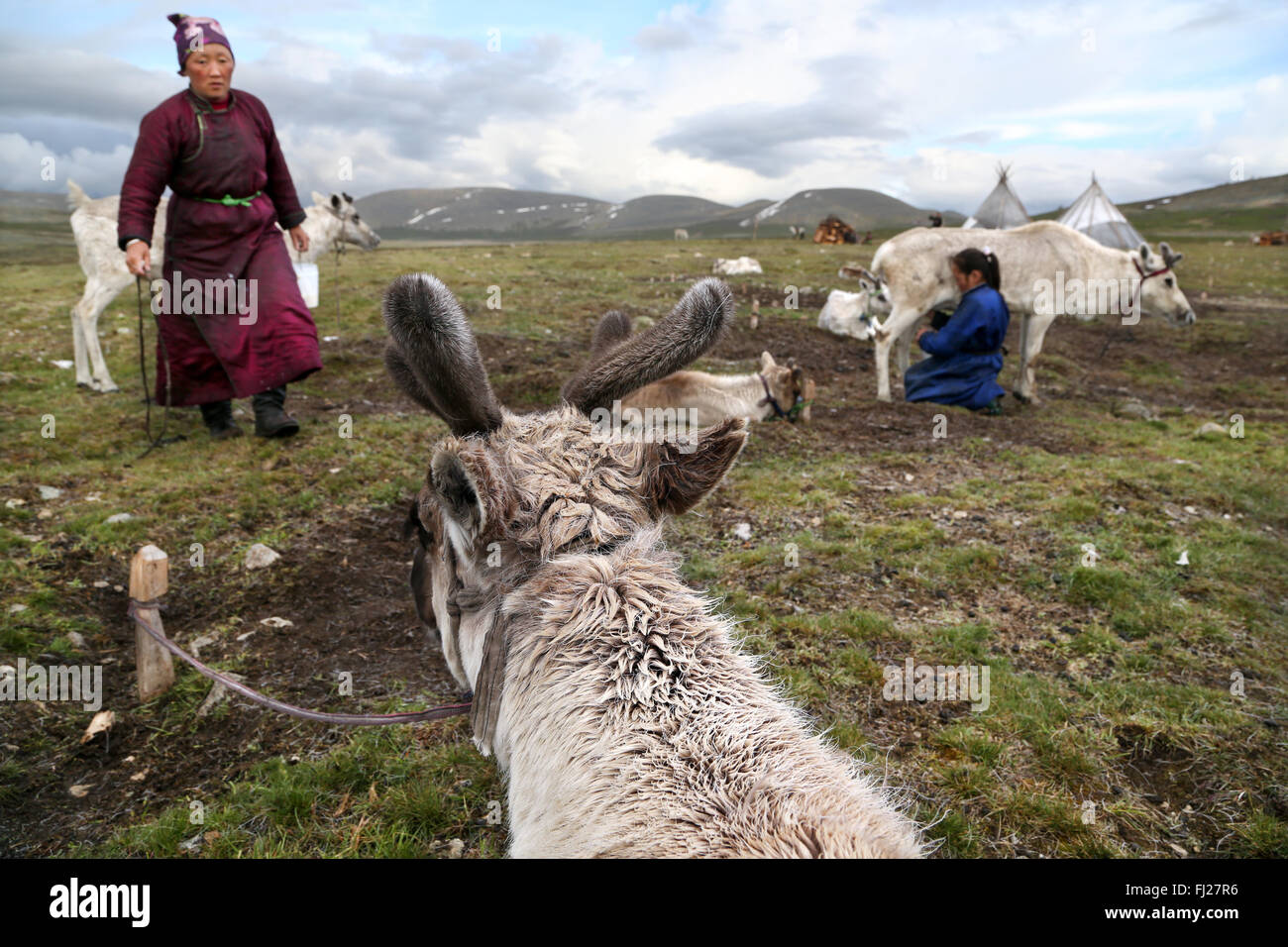 Woman milking reindeer, , Tsaatan Dukha people , nomadic reindeer ...