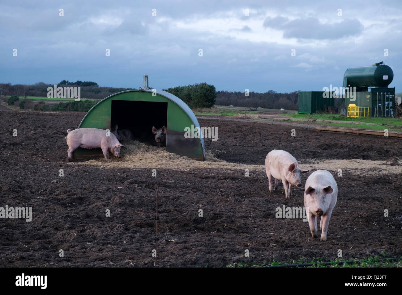 Outdoor pig breeding hi-res stock photography and images - Alamy