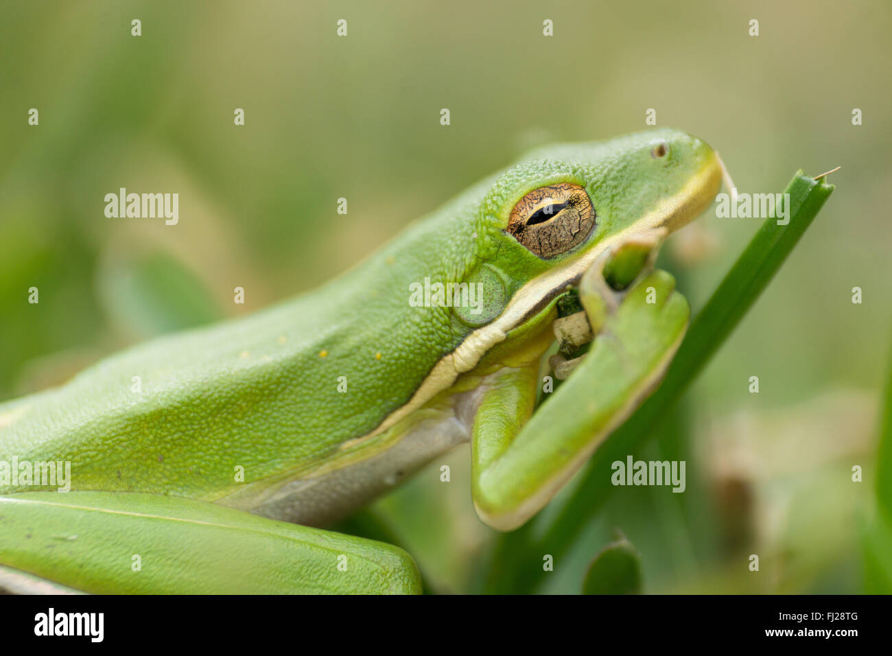 Lateral shot of a small frog holding on to a blade of freshly cut grass ...