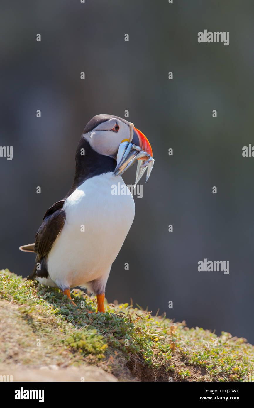 Atlantic puffin puffin birds hi-res stock photography and images - Alamy