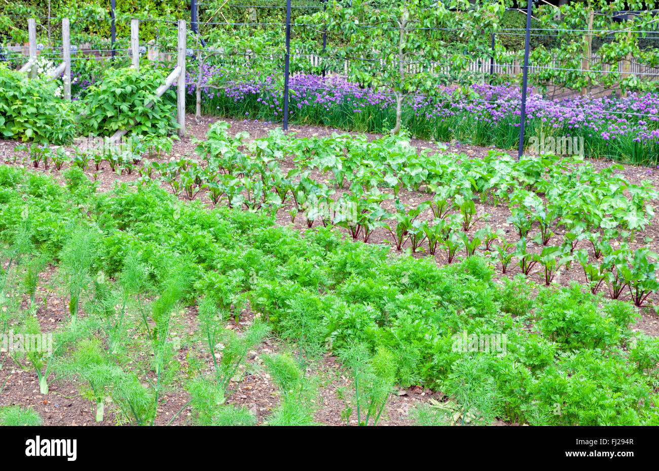 Organic vegetable garden with root vegetables, purple onion and pear ...