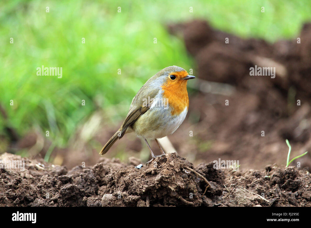 Robin stood in a garden Stock Photo - Alamy