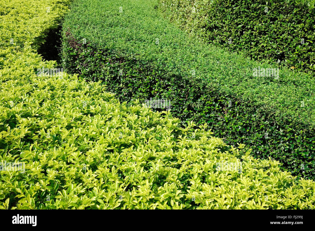 Green bushes in three layers background Stock Photo - Alamy