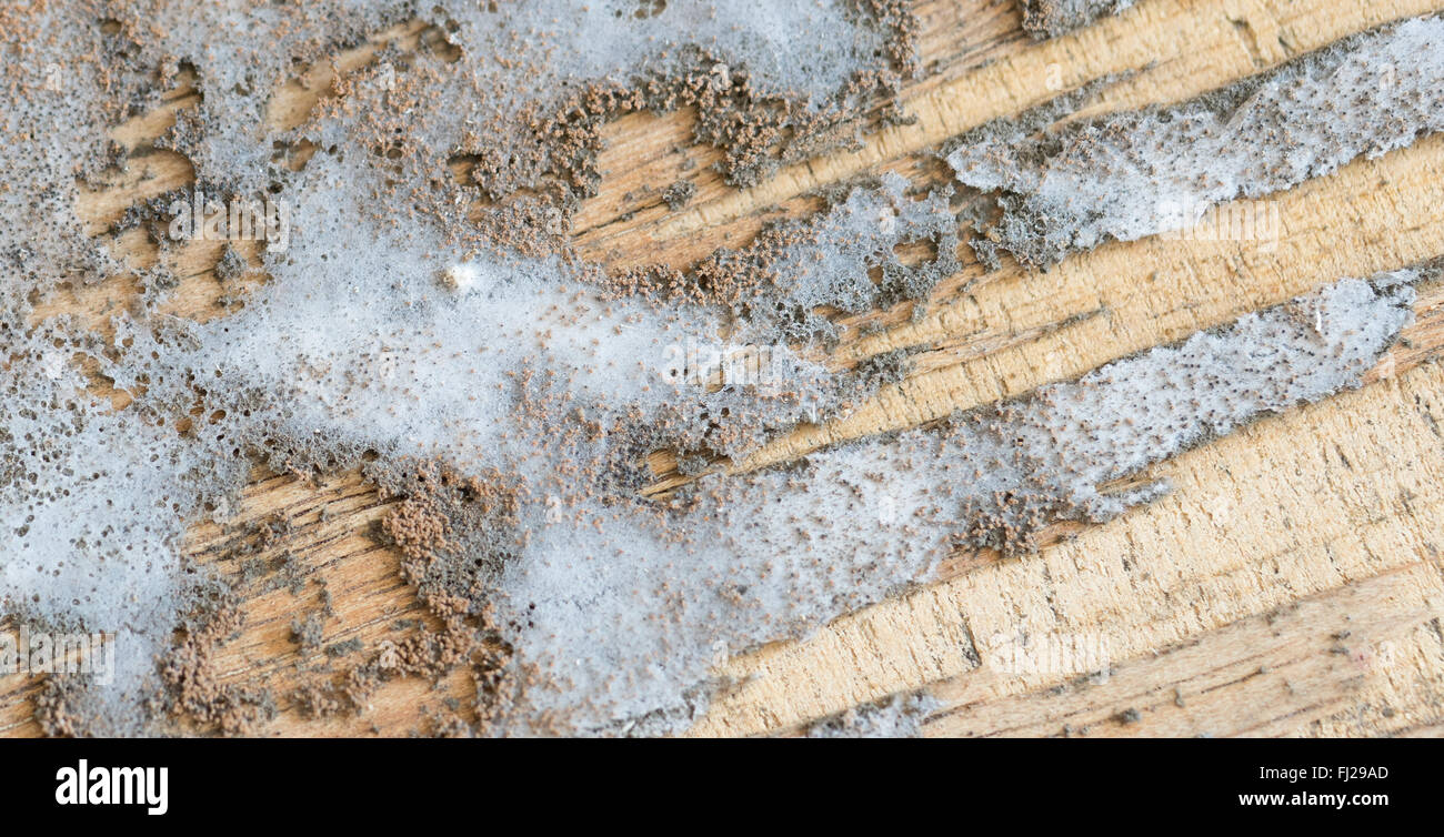 Mold spore hyphae hi-res stock photography and images - Alamy