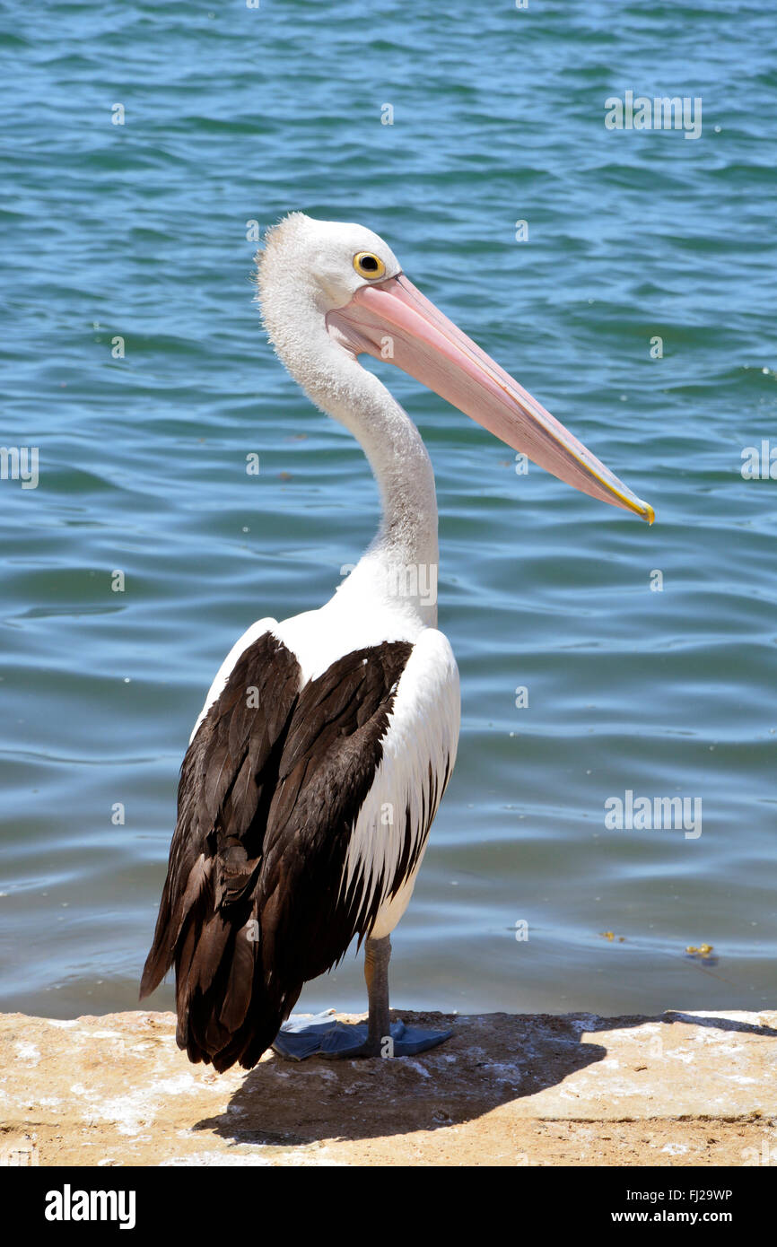 Australia pelican hi-res stock photography and images - Alamy