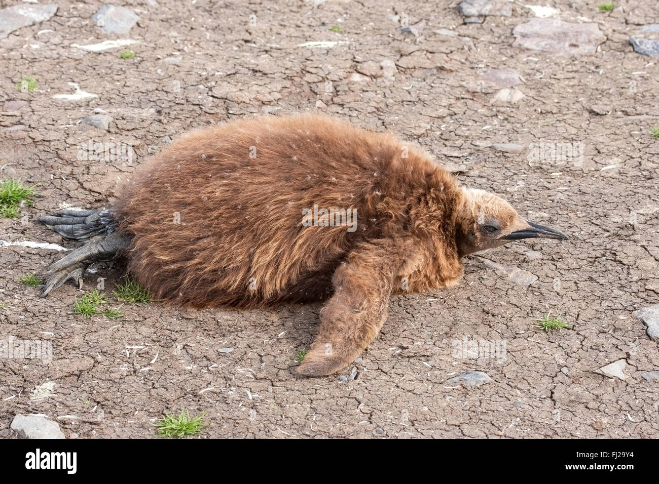 Penguin breeding ground hi-res stock photography and images - Alamy