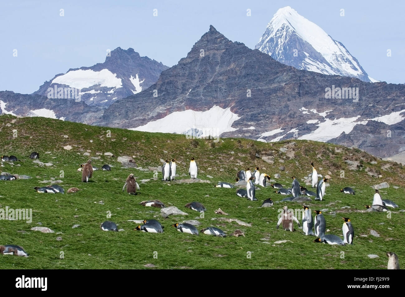 Penguin breeding colonies hi-res stock photography and images - Alamy