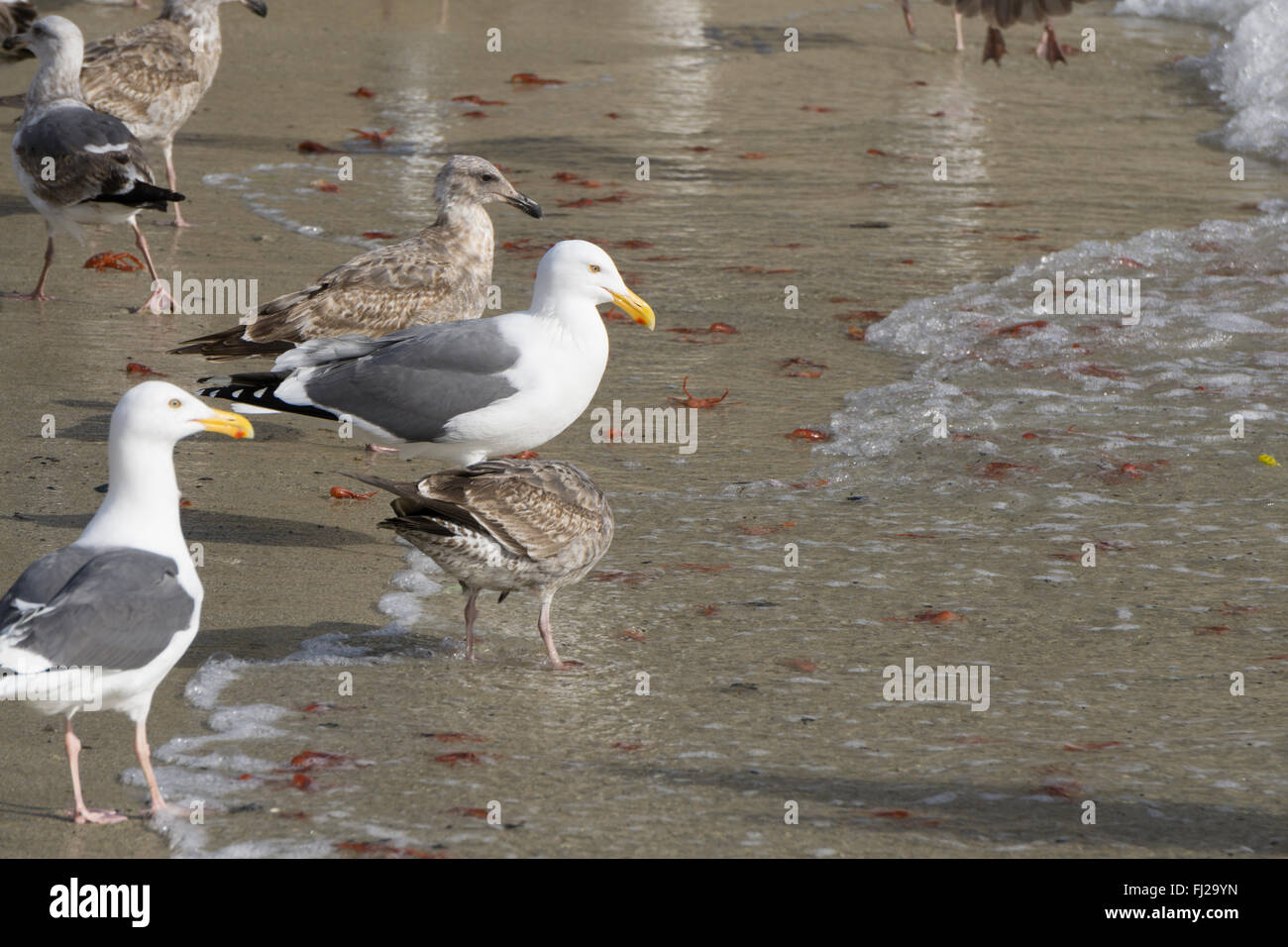 Lovers Point Beach, Pacific Grove, CA Stock Photo - Alamy