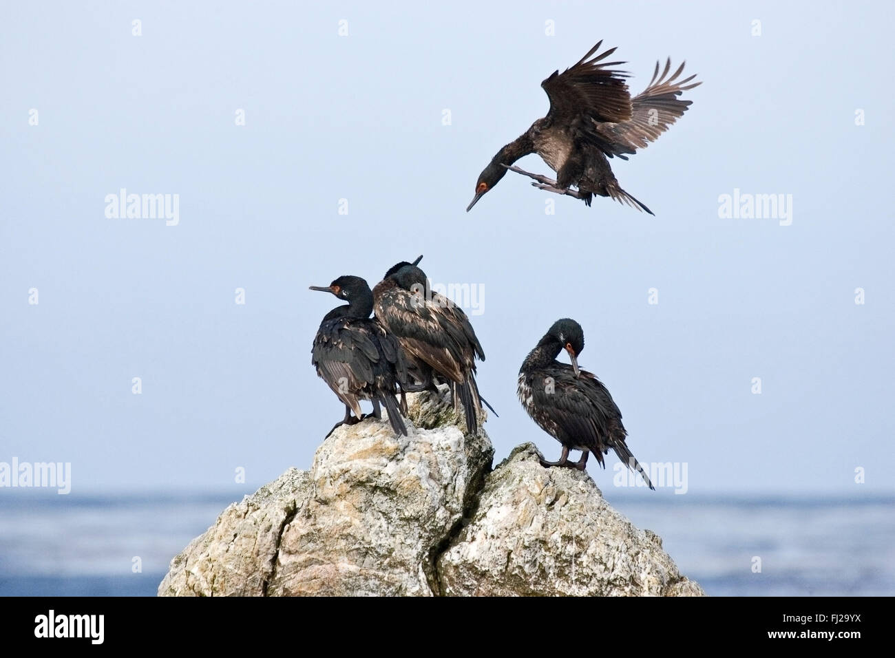 rock shag (Phalacrocorax magellanicus) adults standing on rock with one ...