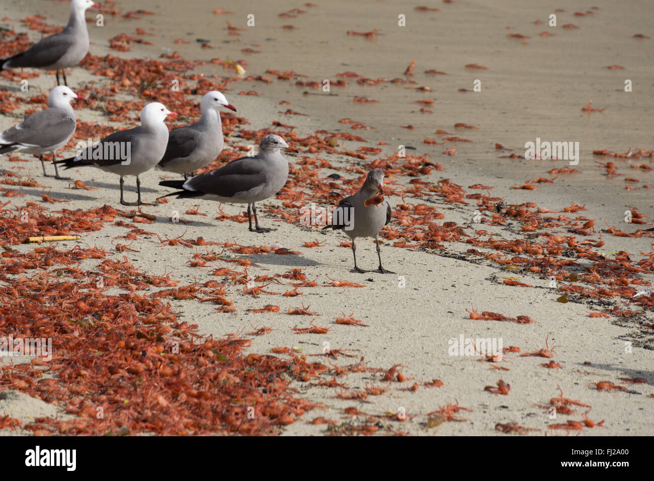Lovers Point Beach, Pacific Grove, CA Stock Photo - Alamy