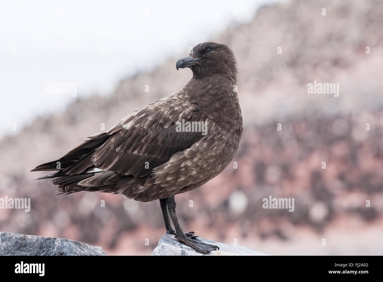 brown skua or Antarctic skua (Stercorarius antarcticus) adult standing on boulder in breeding ...