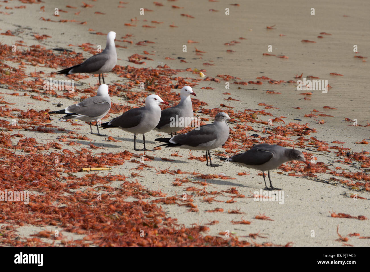 Lovers Point Beach, Pacific Grove, CA Stock Photo - Alamy