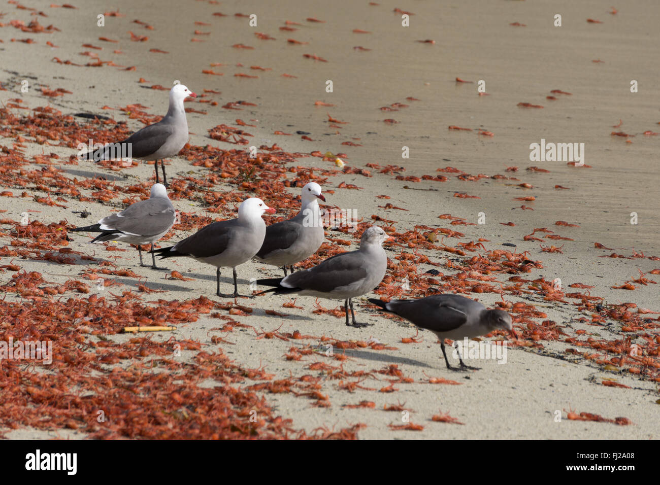 Lovers Point Beach, Pacific Grove, CA Stock Photo - Alamy