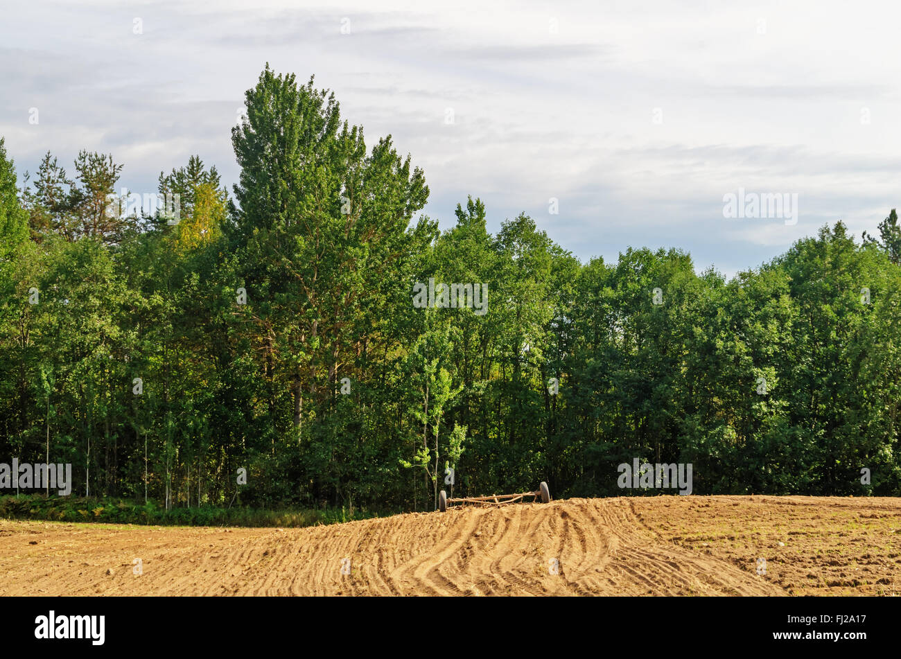 Rest harrow sand hi-res stock photography and images - Alamy