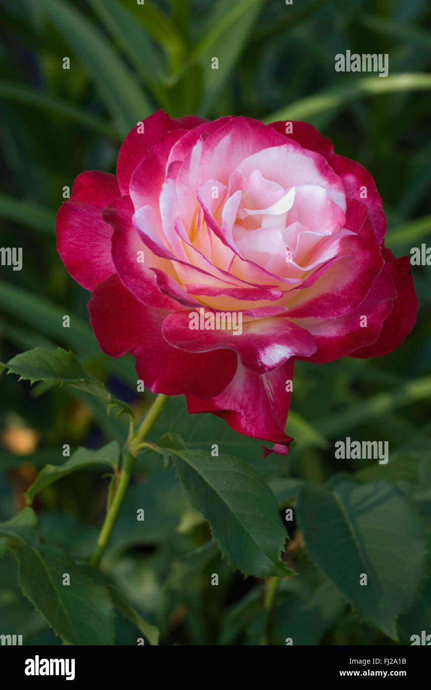 Double delight roses hi-res stock photography and images - Alamy